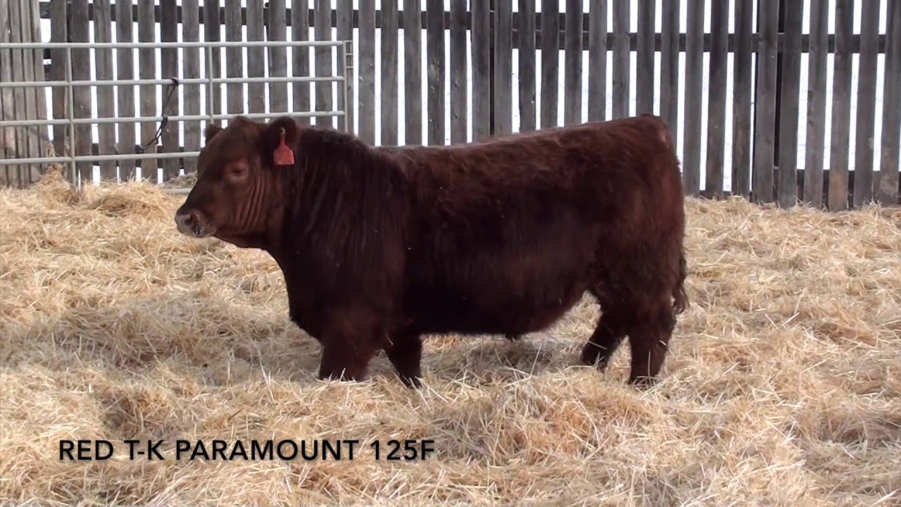 Red T-K 125F -T Bar K Ranch 2019.mp4 - YouTube