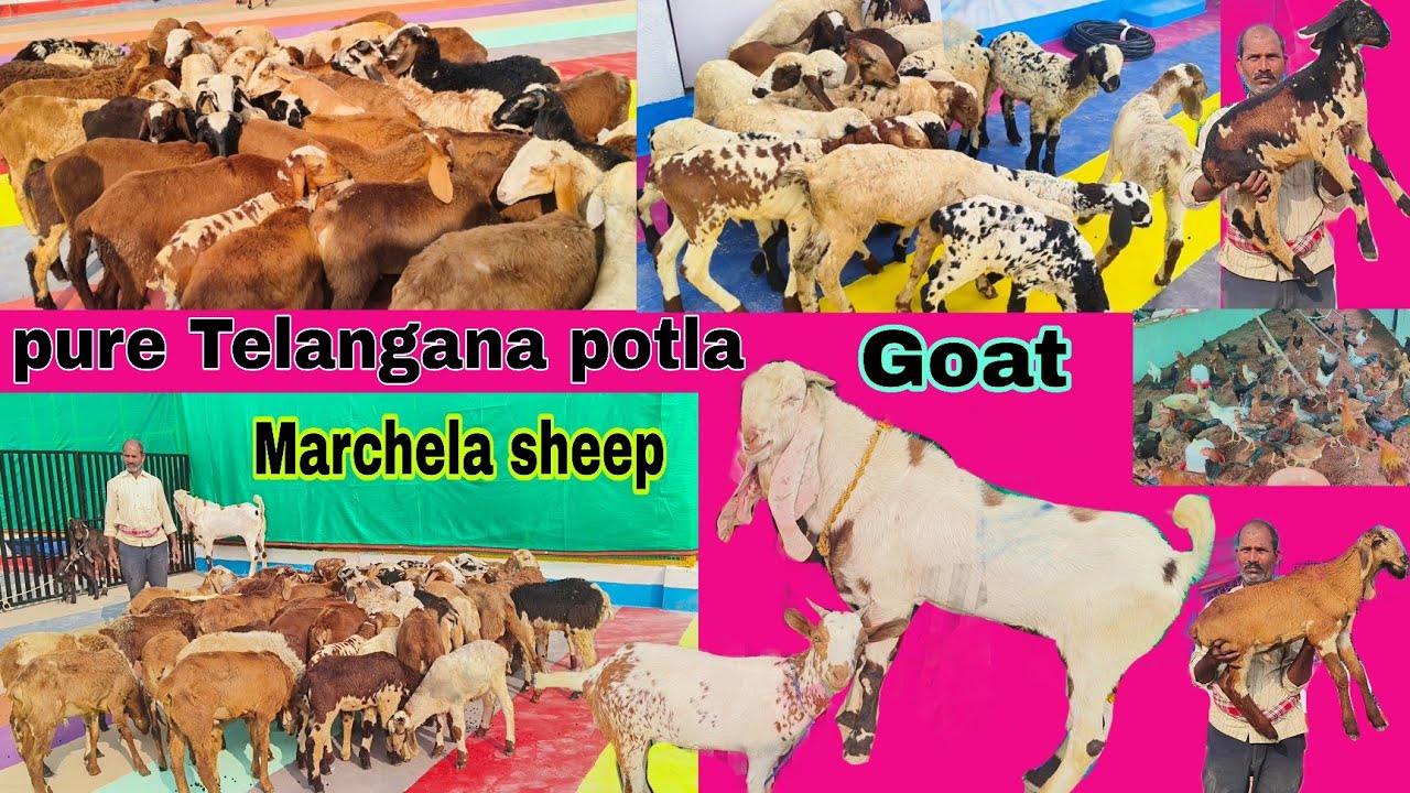Pure Telangana potla ka lot hai Marchela sheep & Agra Hyderabadi ...