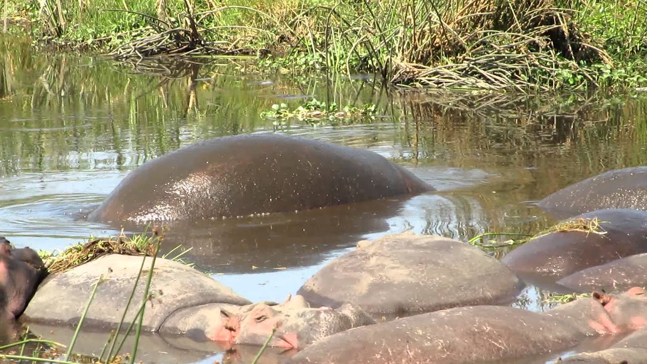 Hippo Doing a Barrel Roll - YouTube