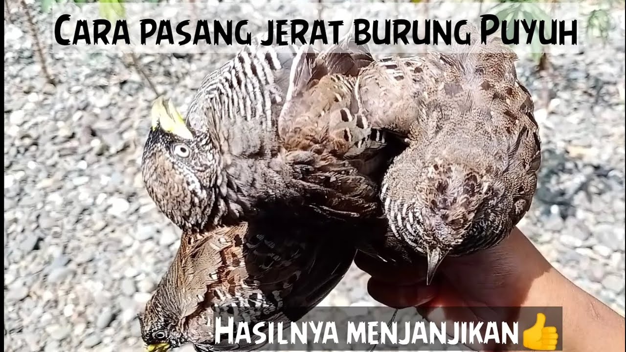 Cara memasang jerat burung Puyuh memakai tali benang - YouTube