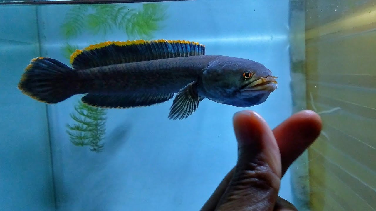 "Kazu" si Channa Limbata || SEDIKIT TIPS DAN TREATMENT - YouTube