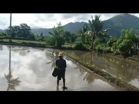 Sabog tanim|Rice farming|kumolPH - YouTube