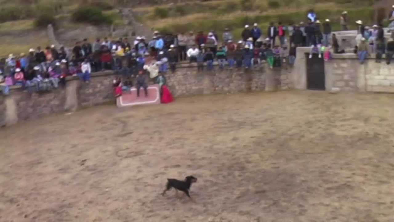 INCREIBLE EL PERRO MAS FANATICO A LA CORRIDA DE TOROS - YouTube