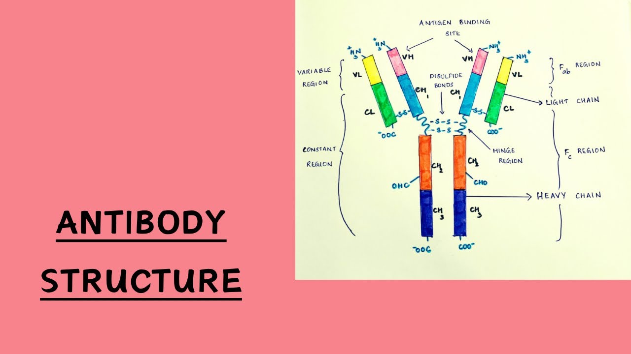 Structure of Antibody | Immunology - YouTube