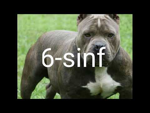 Qaysi sinf zo'r qaysi biri zo'r deb o'ylaysiz? ? fikringizni izohda qoldiring #qaysi #sinf #zor