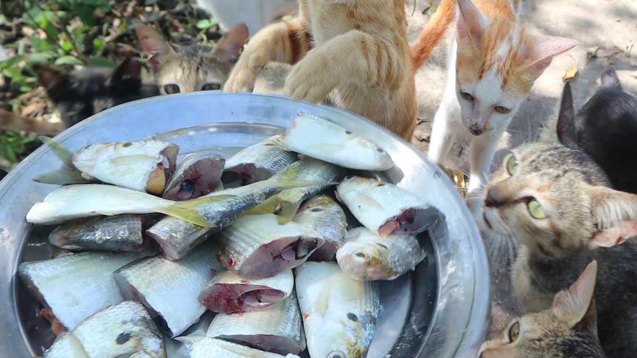 Kitten Eating Raw Fish - YouTube
