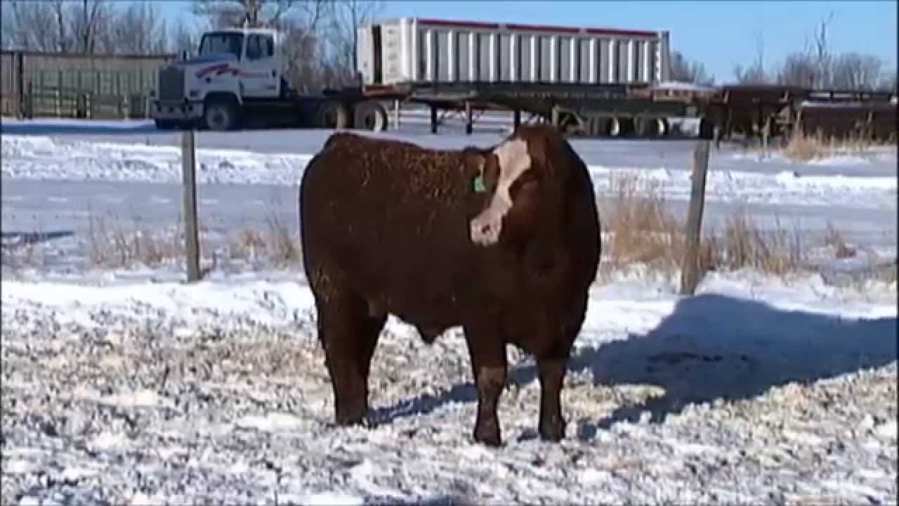 2015 Super Baldie |Red Angus x Simmental| Summer Two Year Olds - Pen 1 ...