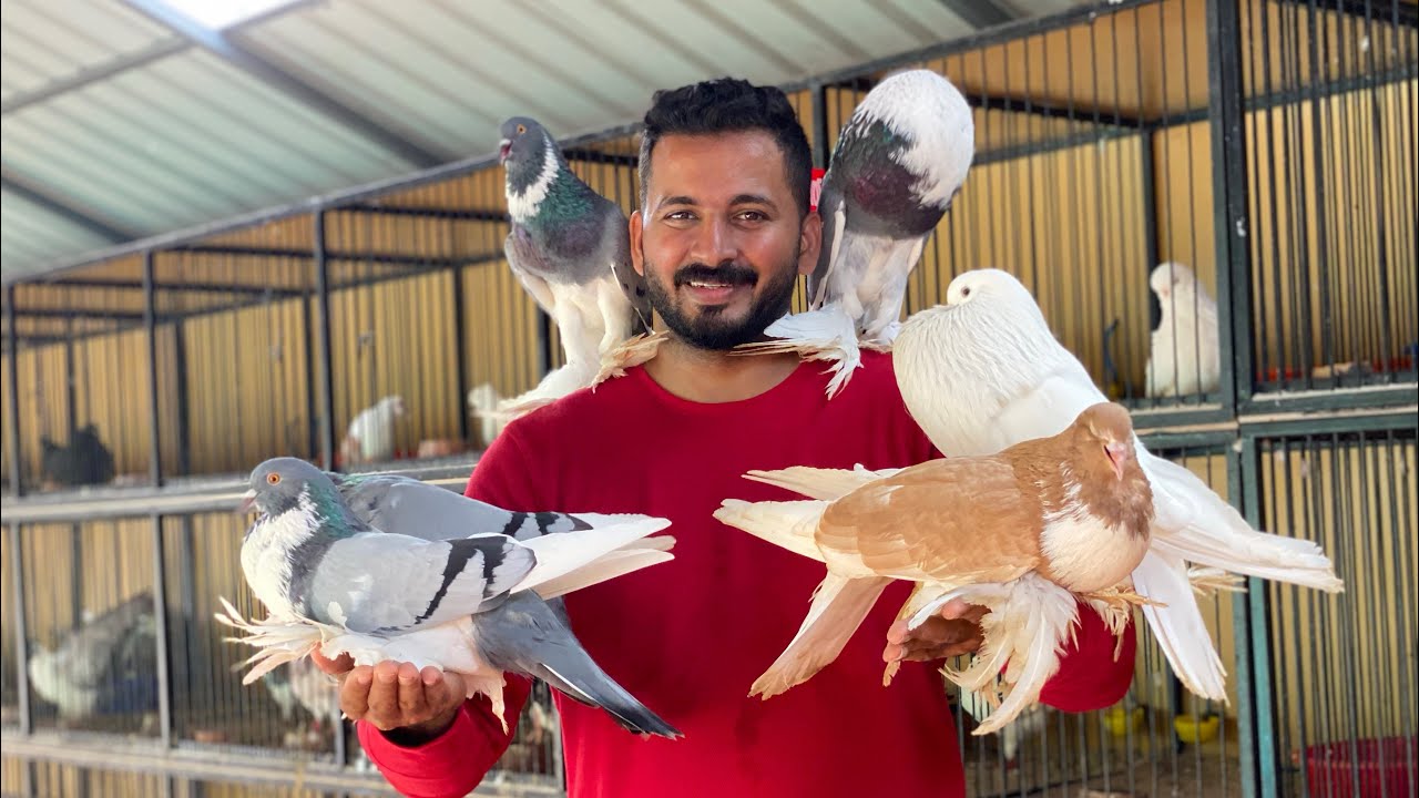 ബലൂൺ പ്രാവ്‌.. Pomeranian pouters and zing goat | Fancy pigeons ...