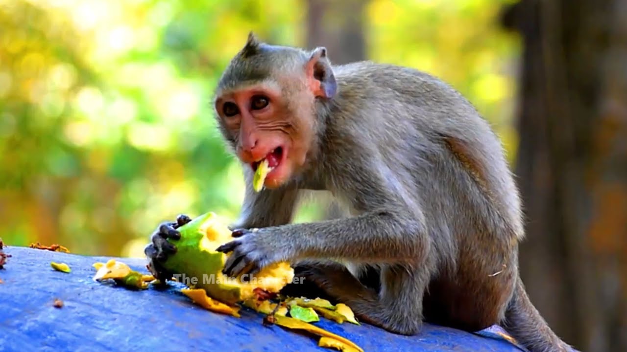 OH ohh! Monkey Down has a mango to eat but she doesn't share some to ...
