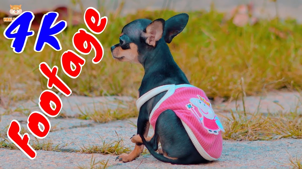 4K Quality Animal Footage - Dogs and Puppies Beautiful Scenes Episode ...