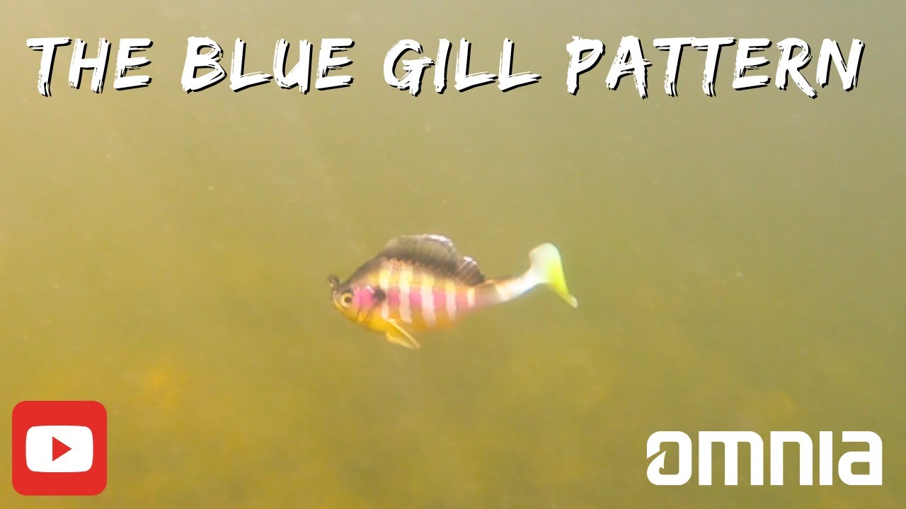 The Blue Gill Pattern : How to target Big Largemouth Bass in the Spring ...