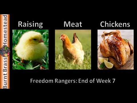 Raising Meat Birds: Freedom Ranger Update Week 7 - YouTube