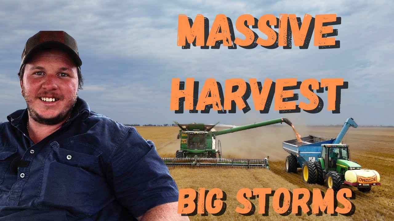 Massive Wheat Harvest Races The Storms 2024 | Tim Thompson