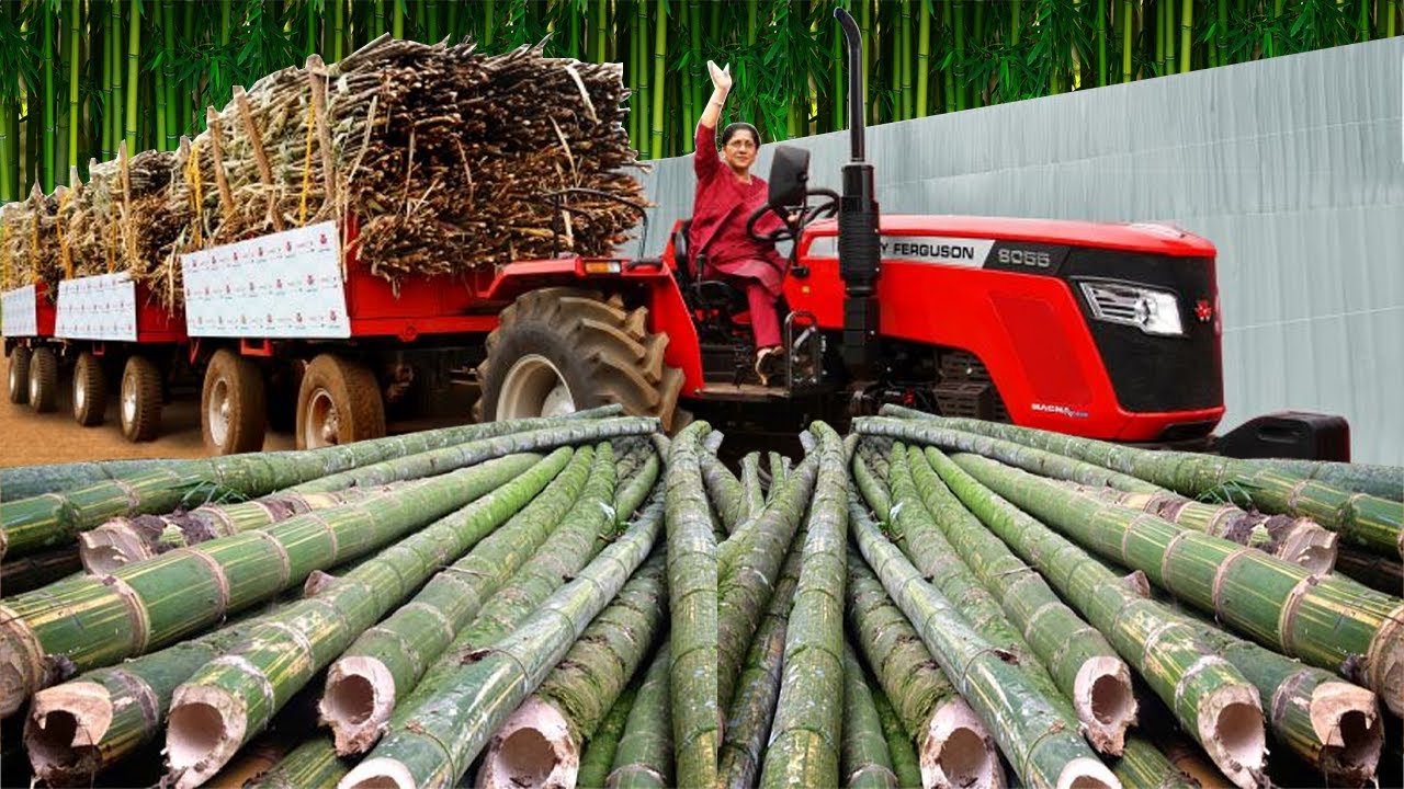 BEGINILAH TEKNIK BUDIDAYA BAMBU SECARA MODERN! HASIL PANEN BAMBU LEBIH ...
