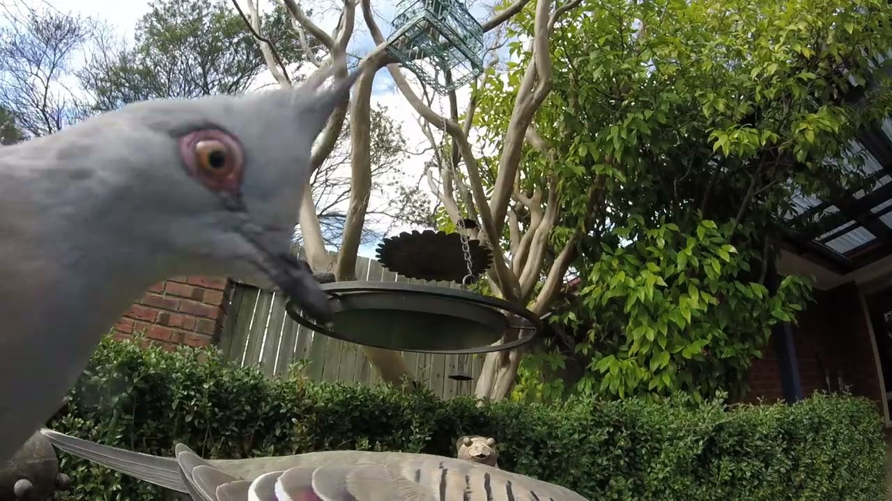 🅾🆉 🅱🅸🆁🅳🆂 - Backyard Birds - YouTube