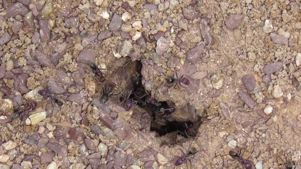 Ants of the Outback Work Together 🐜💕🐜🐜🌵🌞 - YouTube