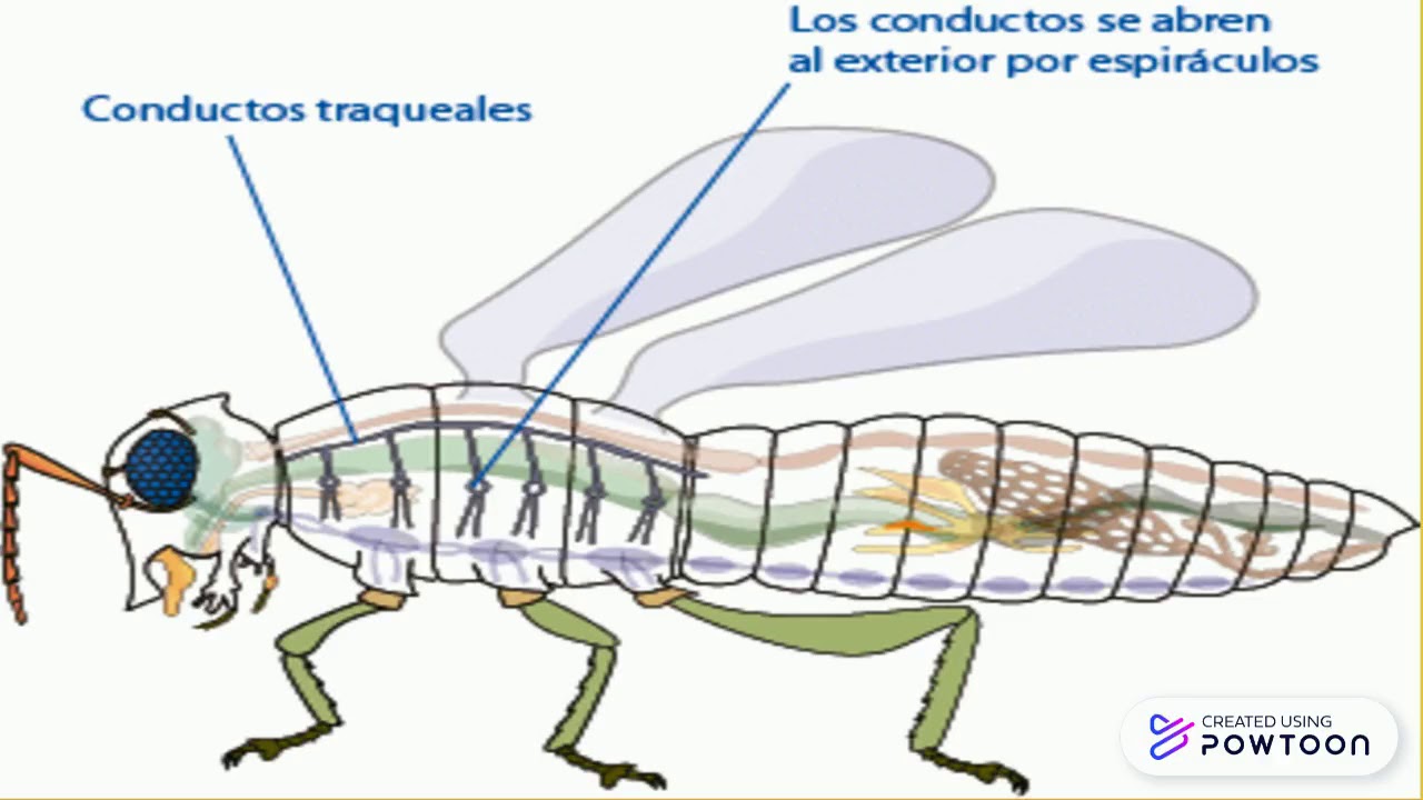 Respiración en Insectos - YouTube