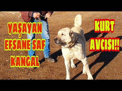 KURT BOĞAN EFSANE SAF KANGAL \