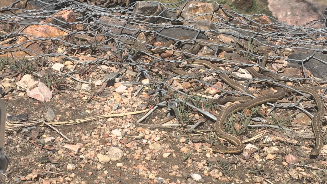 6 Minutes at a Gartersnake Hibernaculum - YouTube