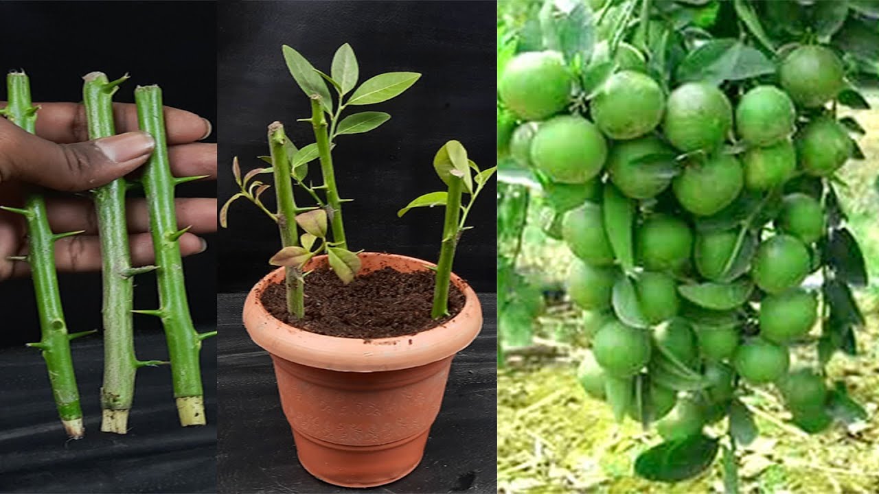 How to propagate lemon tree from cuttings - YouTube