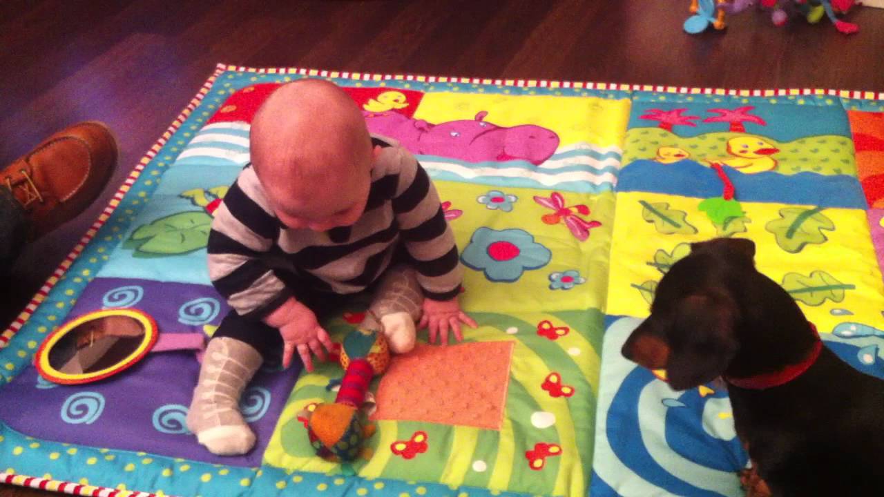Dachshund teaching baby to play fetch! - YouTube