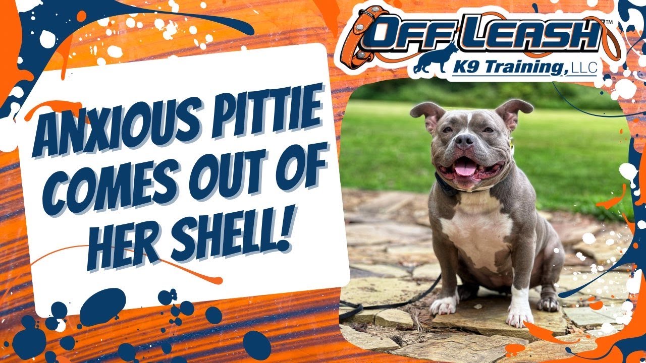 Birmingham Dog Trainers - 2 Year Old Anxious Female Pit Bull Comes Out ...