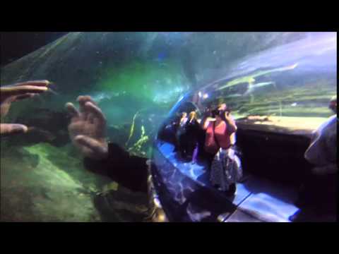 Shark Dive At Deep Sea World - YouTube