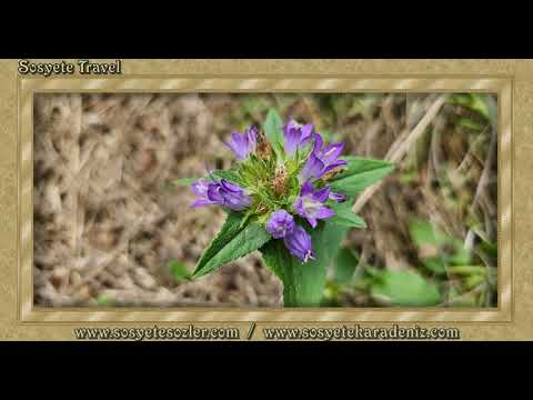 Çiçeklerin Güzelliğini Anlatan Özlü Ve Anlamlı Sözler