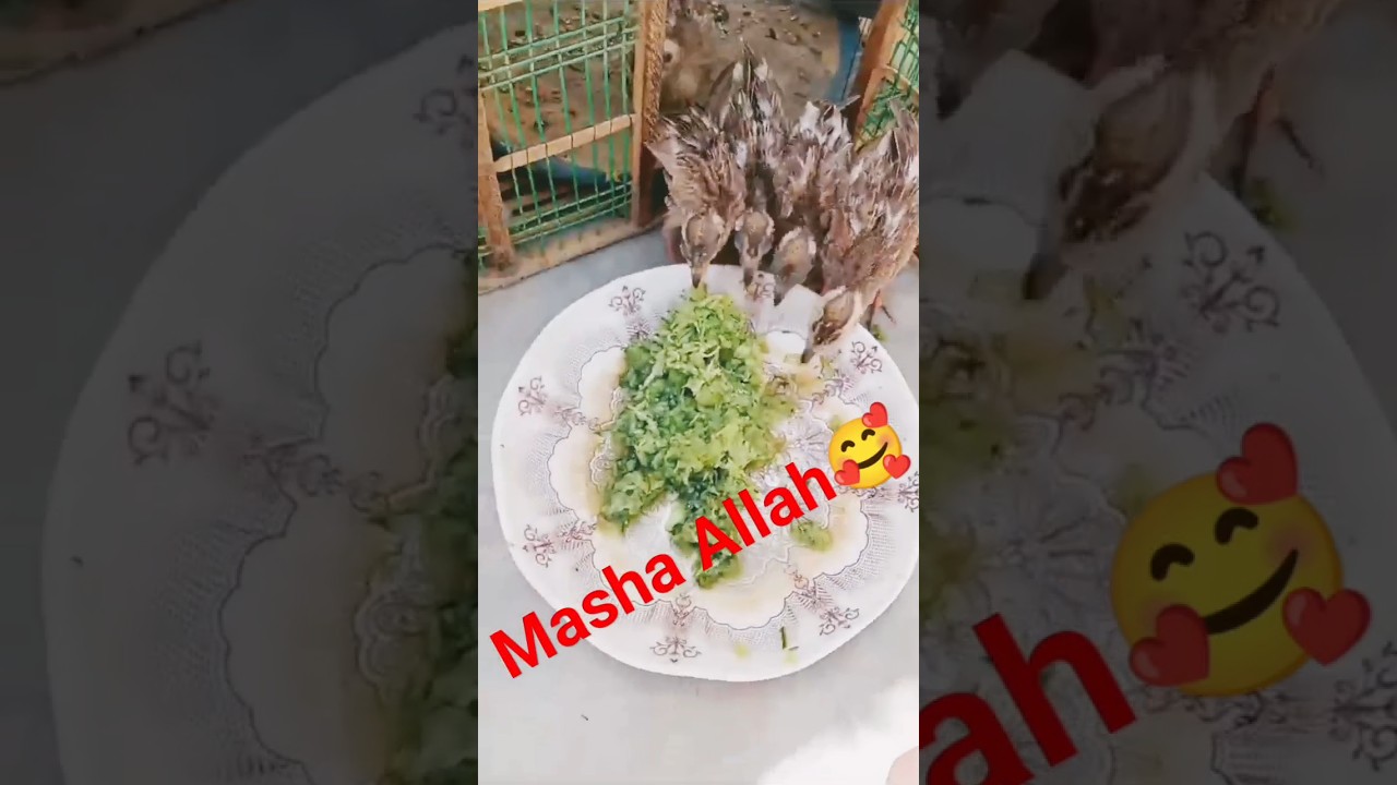 Say Masha Allah🥰 - YouTube