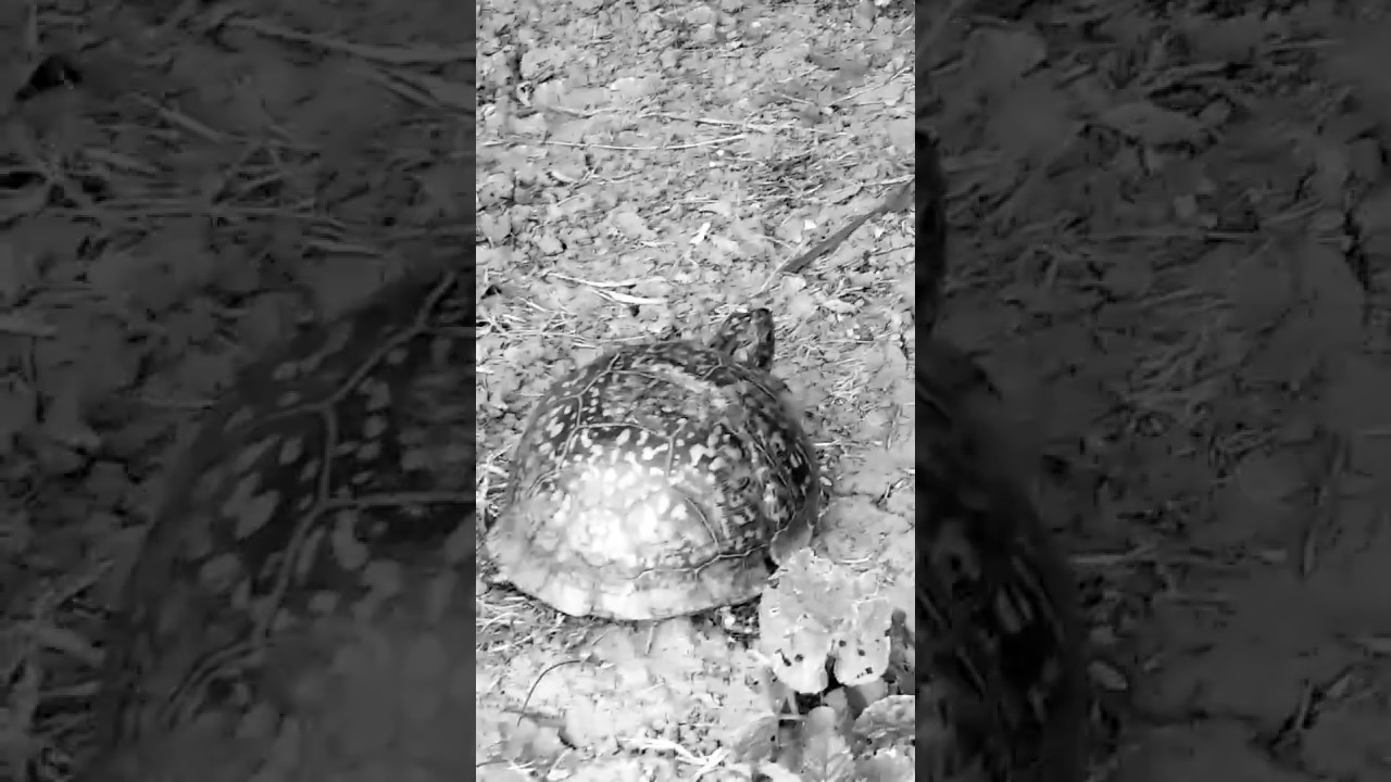 Thug turtle - YouTube