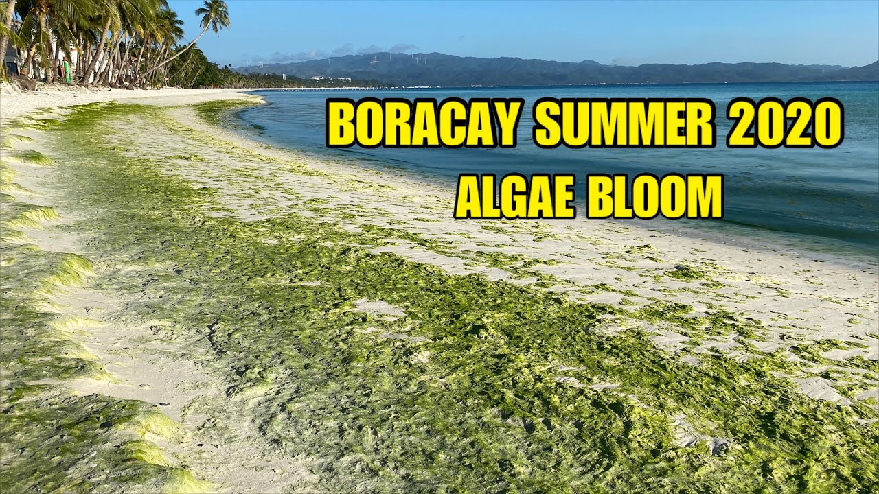 Boracay Main Road and Beach Update March 29, 2020 Road is Clear Algae ...