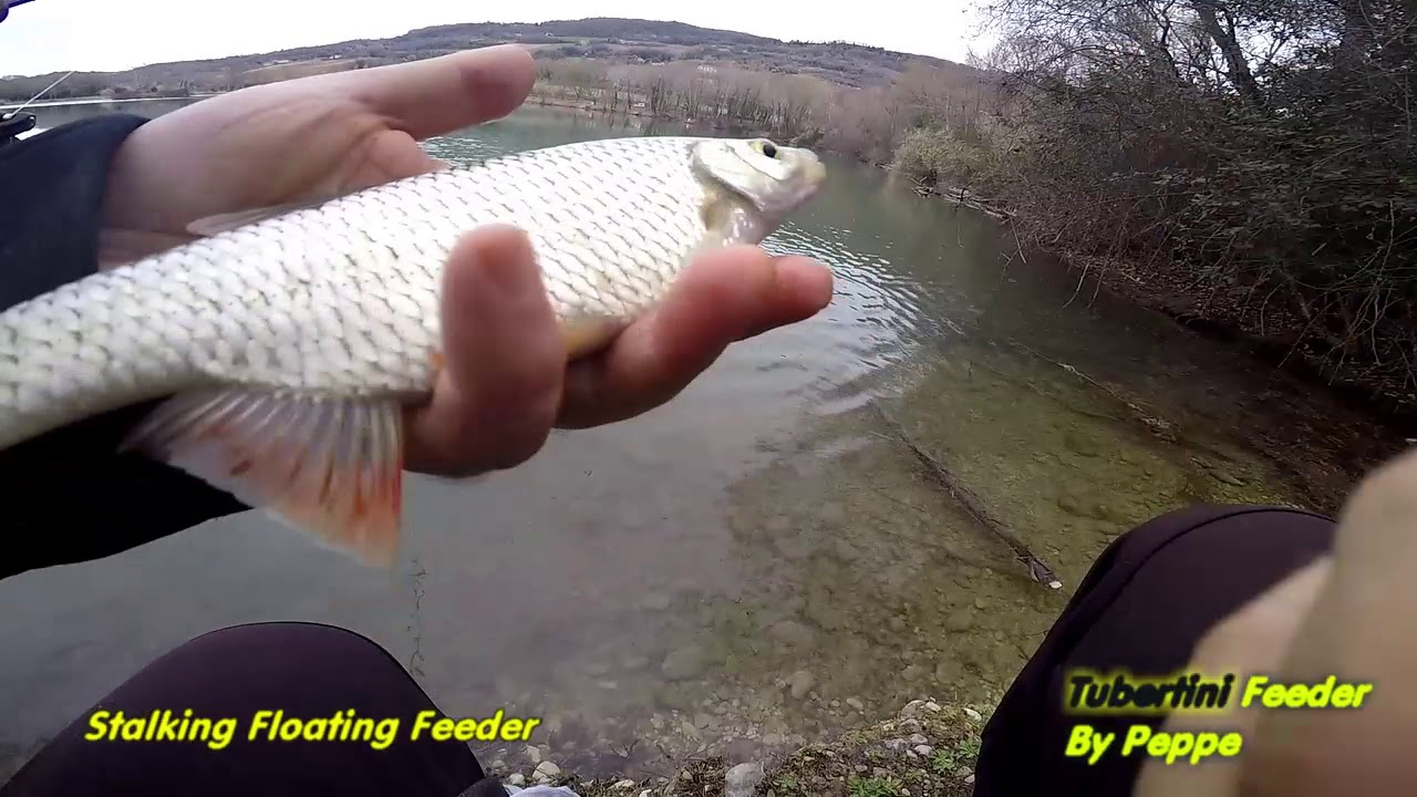 Stalking floating Feeder a cavedani e scardole - YouTube