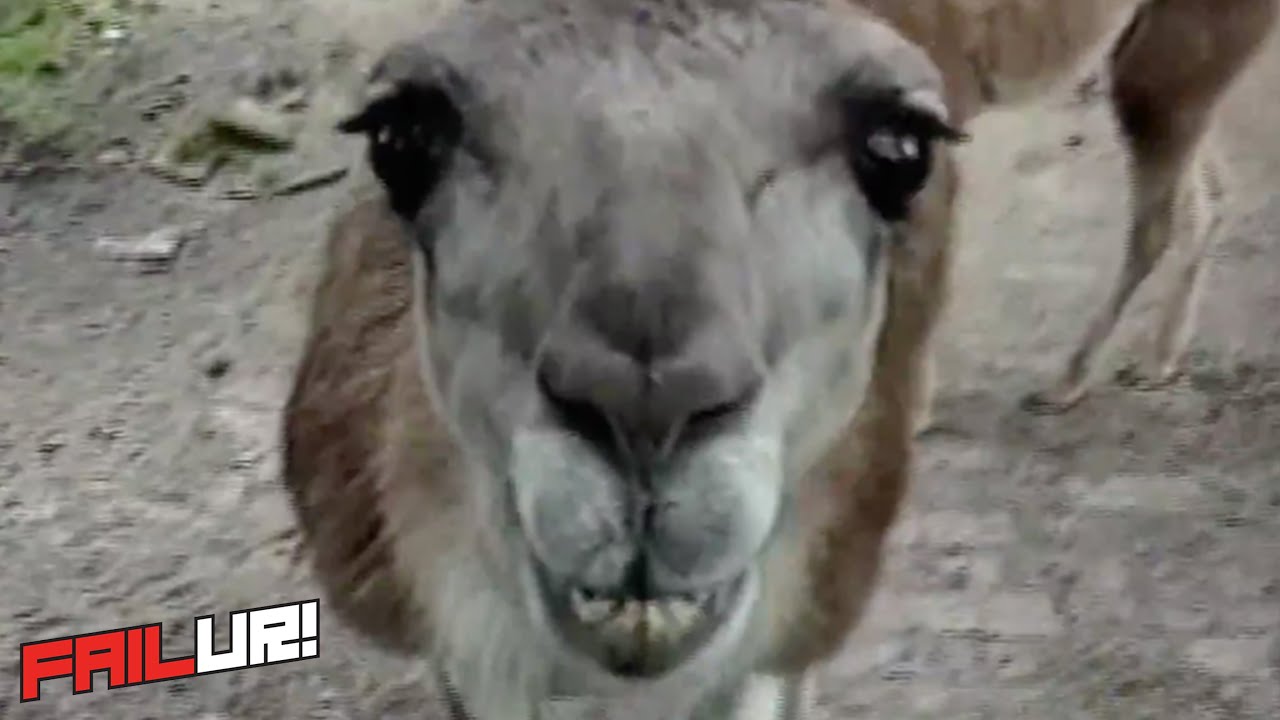 Spitting Llama Fail | FAILur - YouTube