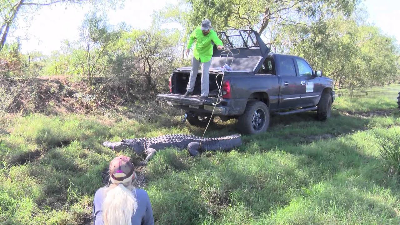 Gator Squad Releasing Godzilla the Gator - YouTube