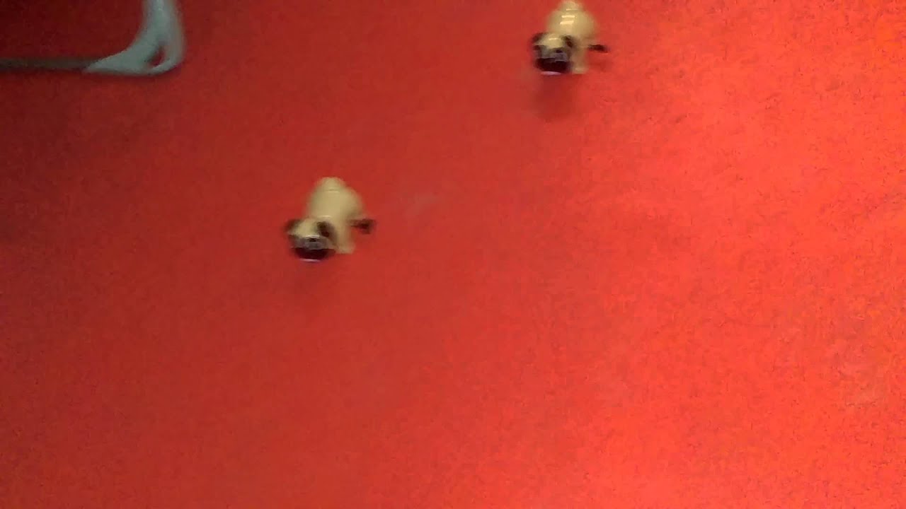 Pugs racing - YouTube