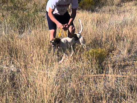 English Pointer www.elhewpointersatsunrisekennels.com 520-907-5690 ...
