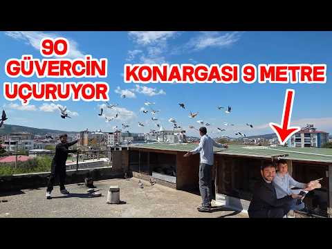 Ali Apaydın Güvercinlerinin Tamamı Yavrudan