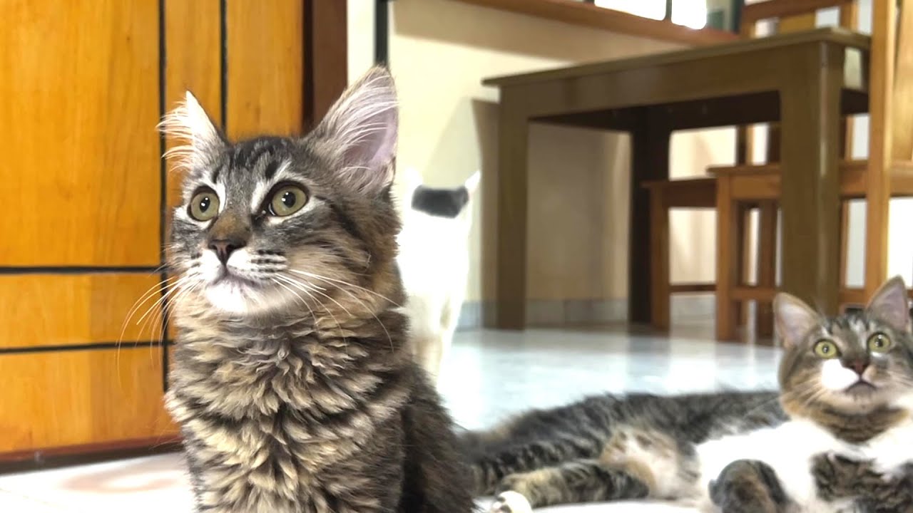 Three kittens are having a lunch break with an older cat. This is ...