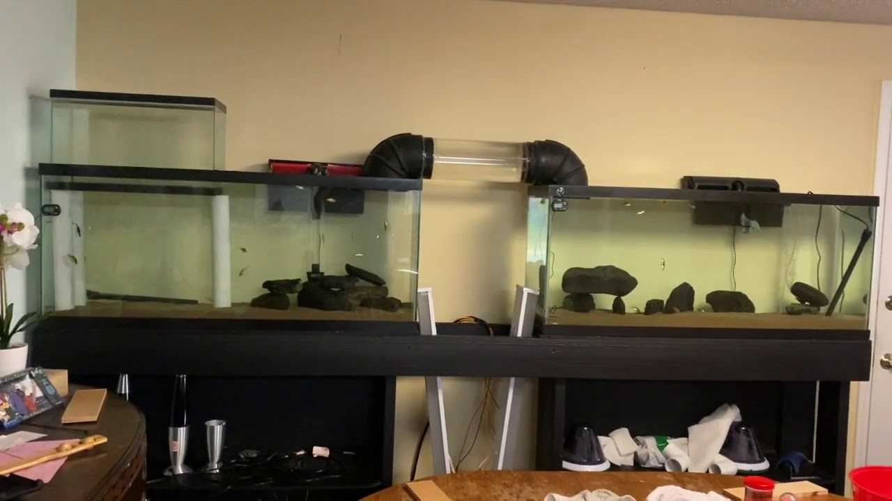 Inverted 10g tank over 55 gallon tank with water bridge over to 2nd 55 ...