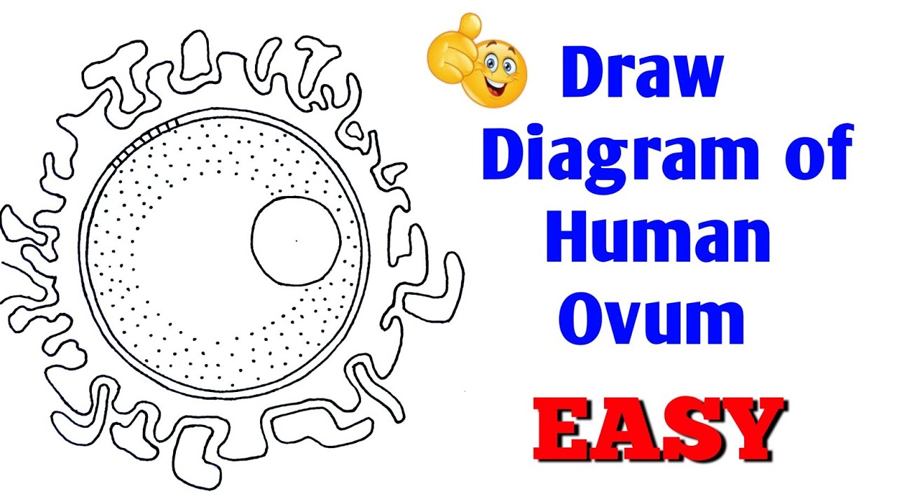 How to draw diagram of Ova - YouTube