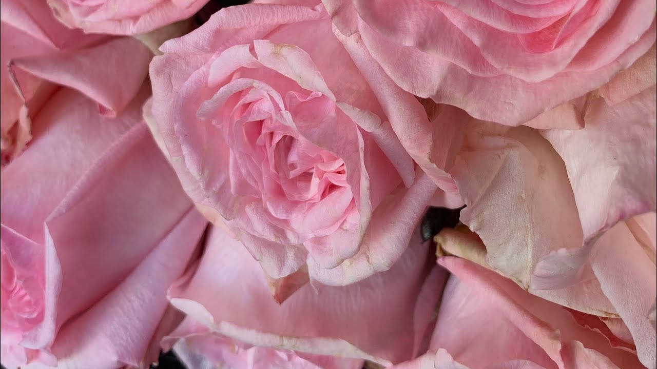 Fragrant Pink O'Hara. Creating a bouquet with Pink O'Hara# ...