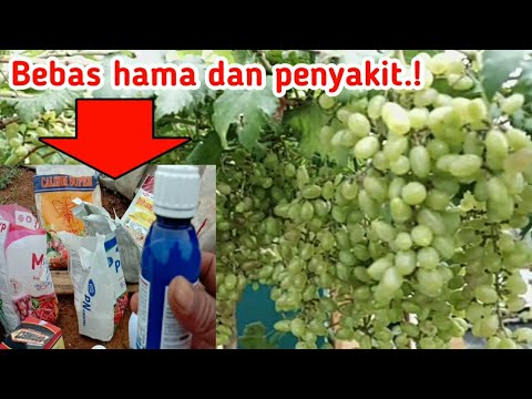 OBAT ANGGUR PALING AMPUH ATASI JAMUR DAN TRIPS - YouTube
