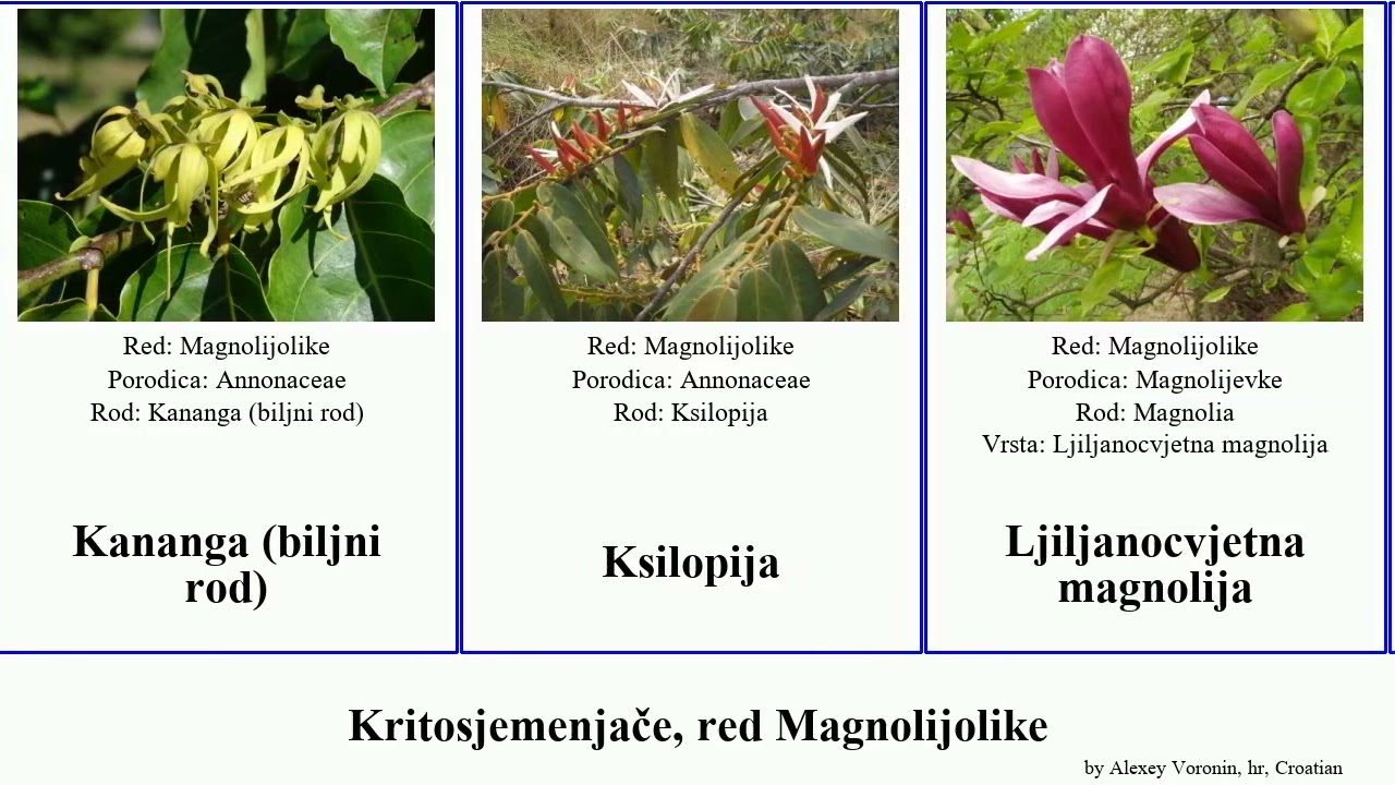 Kritosjemenjače, red Magnolijolike rod banana sinica angiosperms ...