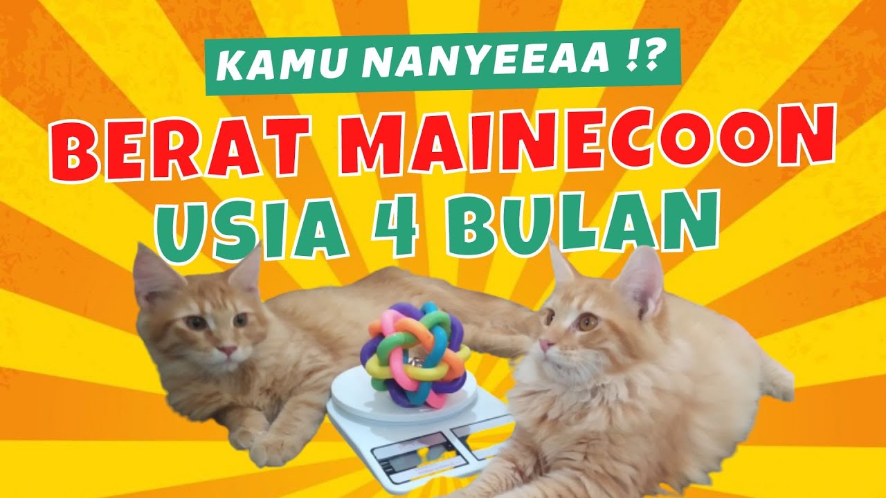 BERAT ANAK KUCING MAINECOON USIA 4 BULAN - YouTube