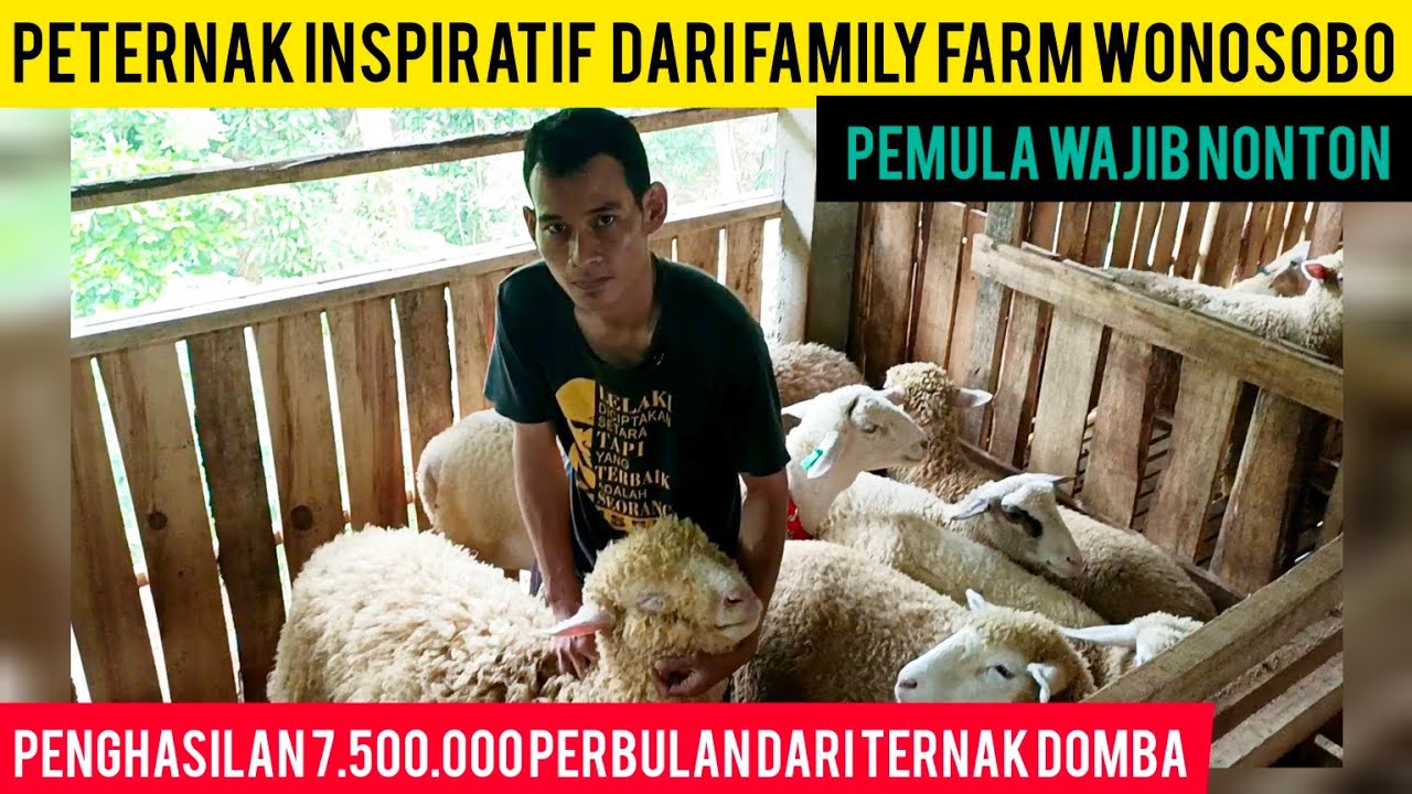 REVIEW TERBARU KAMBING DOMBA MERINO DOMBOS TEXEL DORPER// PENGHASILAN 7 ...