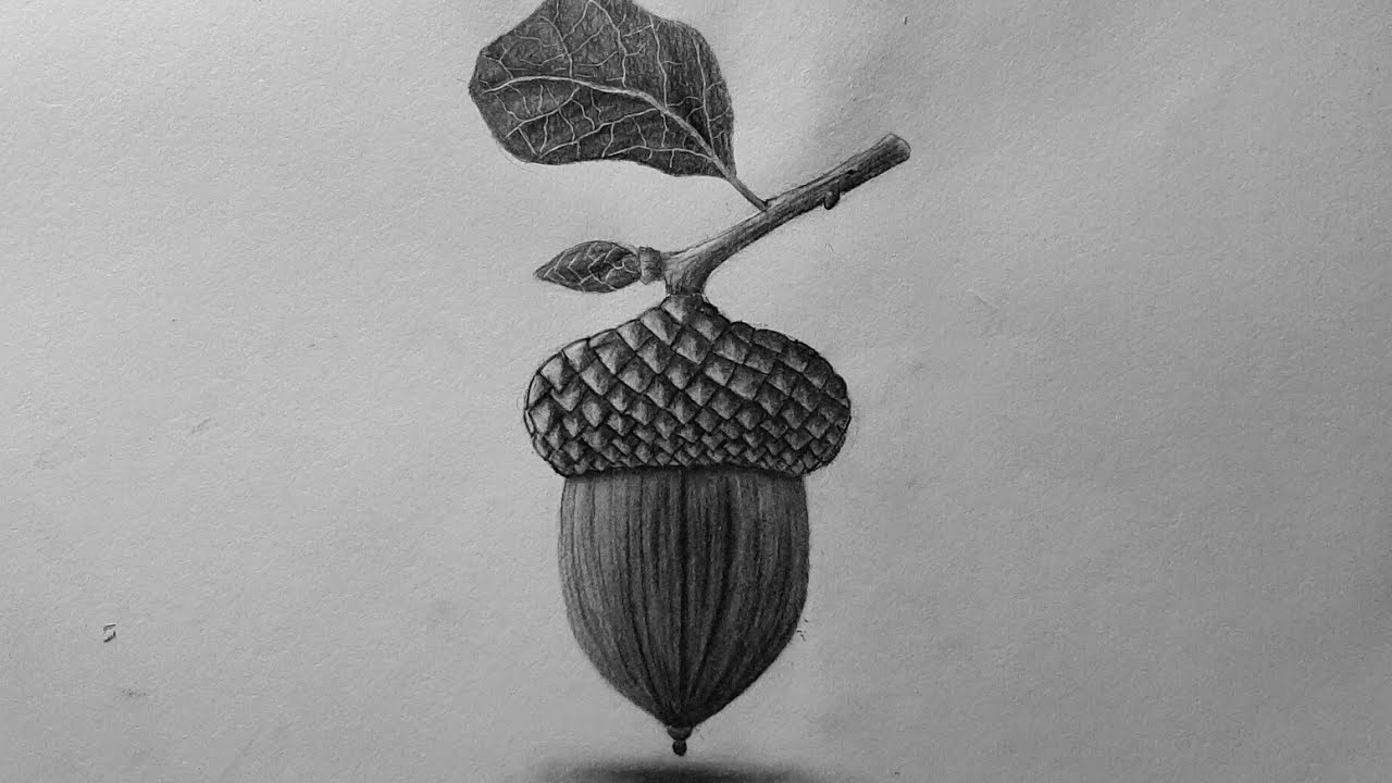 How to Draw a Realistic Acorn | Realistic Acorn Sketch Tutorial for ...