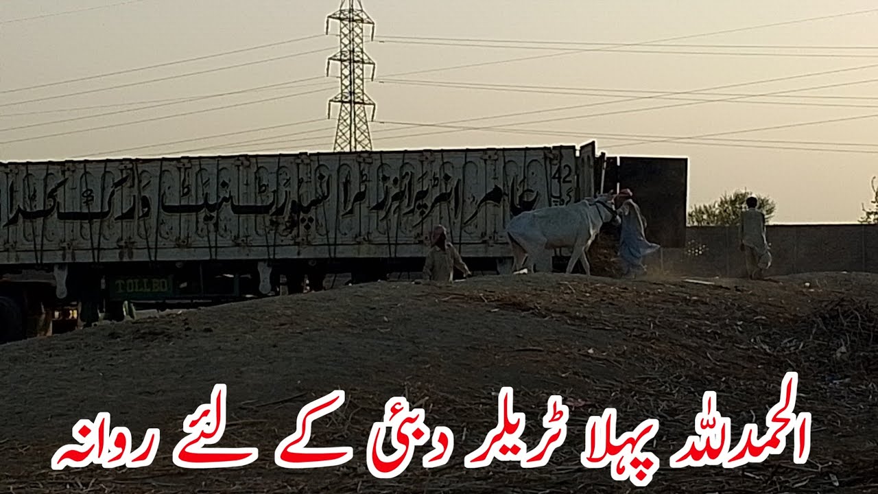 Muhammad Pur Cattle Mandi 2024 || Low Rate Bachra Qurbani (07.06.24 ...