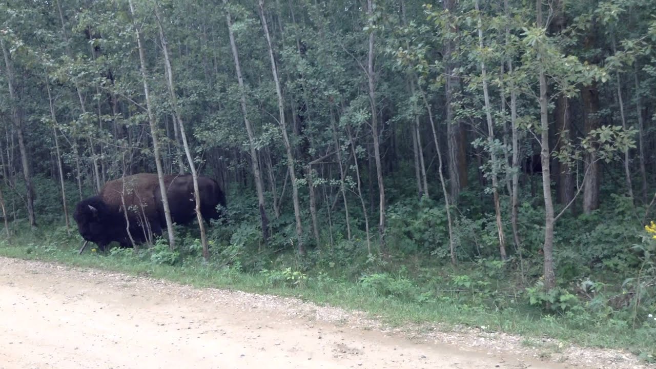 Bison Roaring: Showdown on the Bison Loop - YouTube