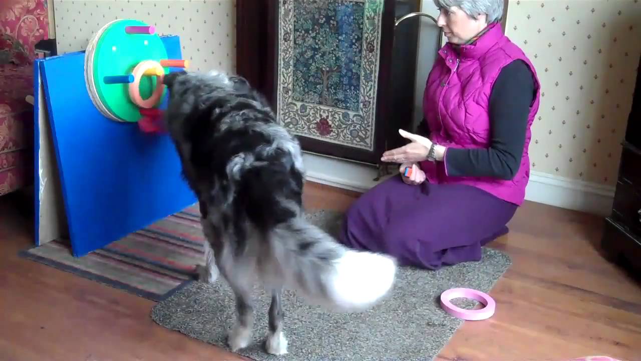 Confident K9 Puzzle solving + mental focus/stamina October 2 - YouTube