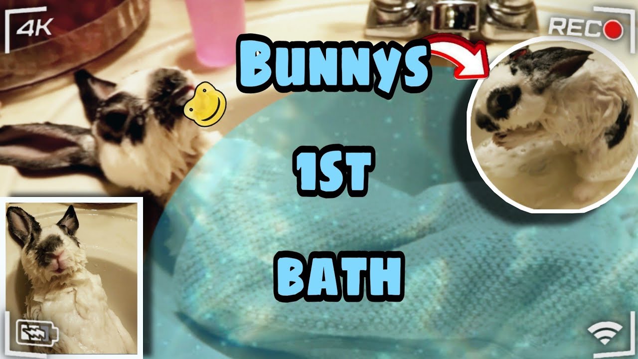 Bunnys FIRST BATH 🐇 | who said bunnys don't like baths🛁| pet bunny ...